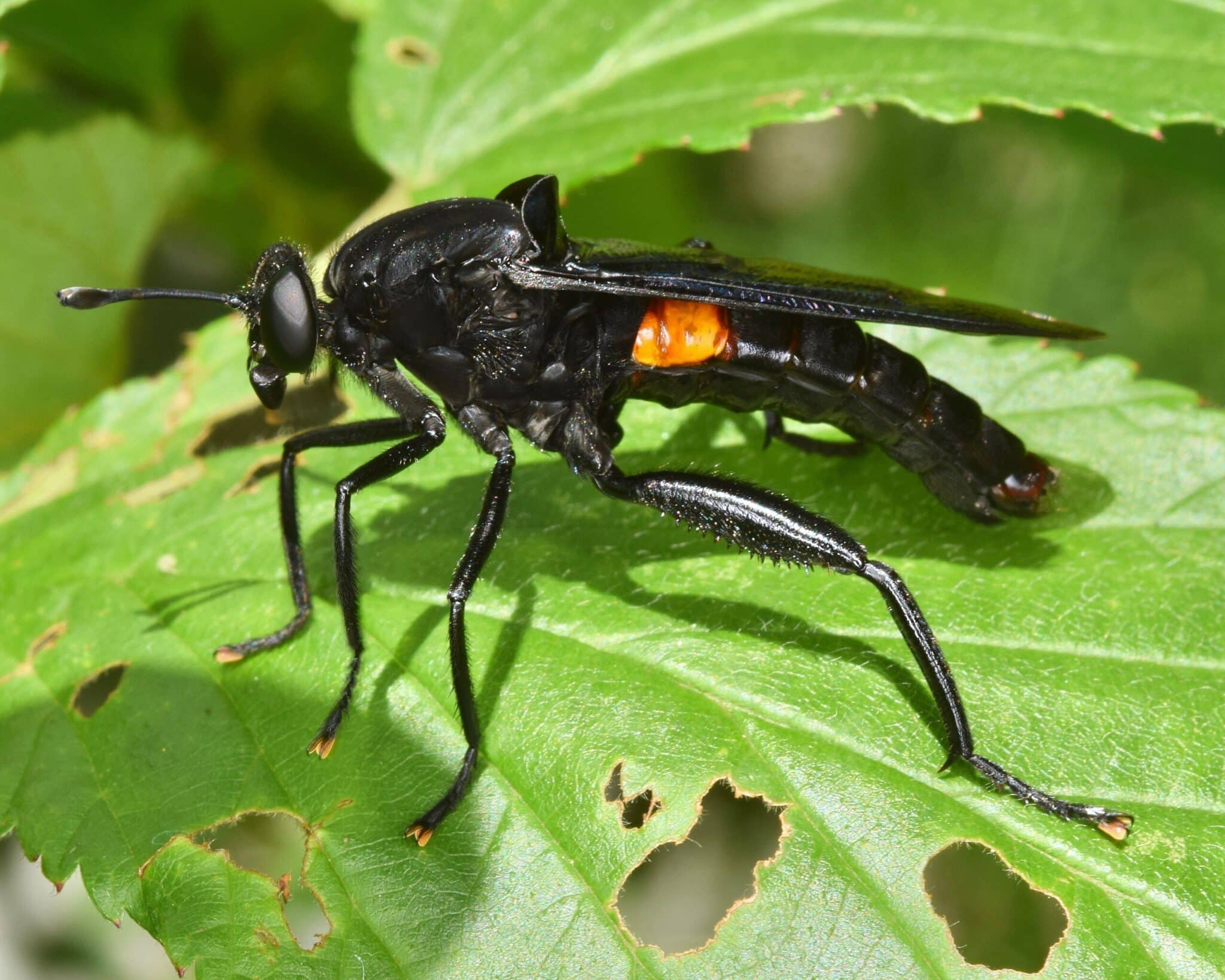 All about flies