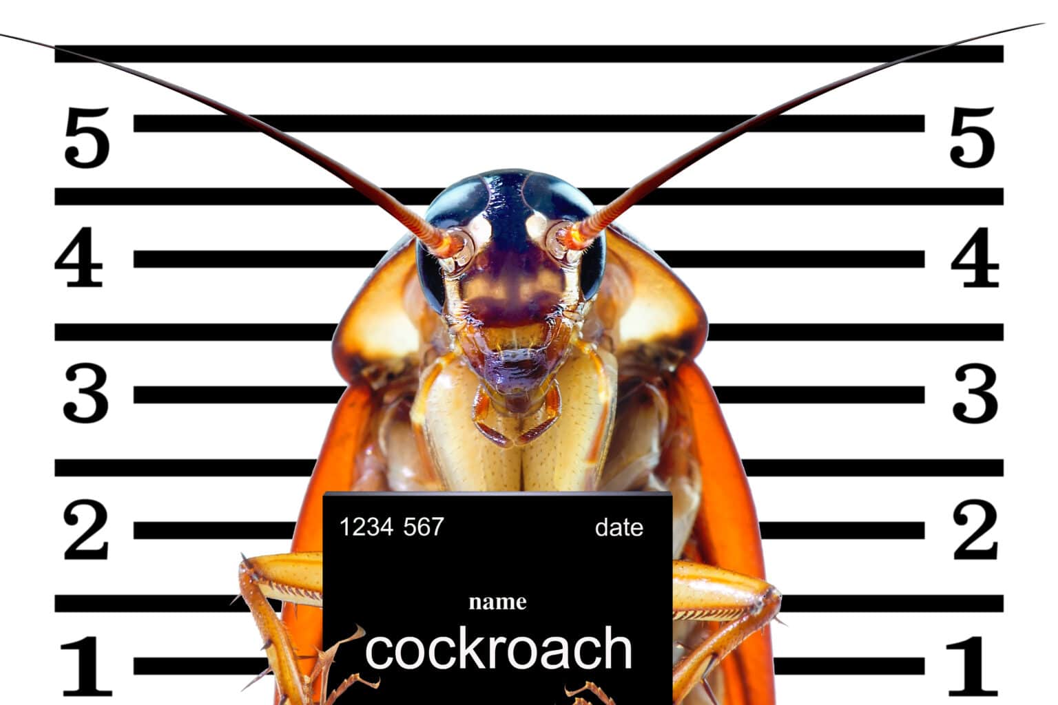In your yard: cockroaches (most are beneficial and stay outdoors)