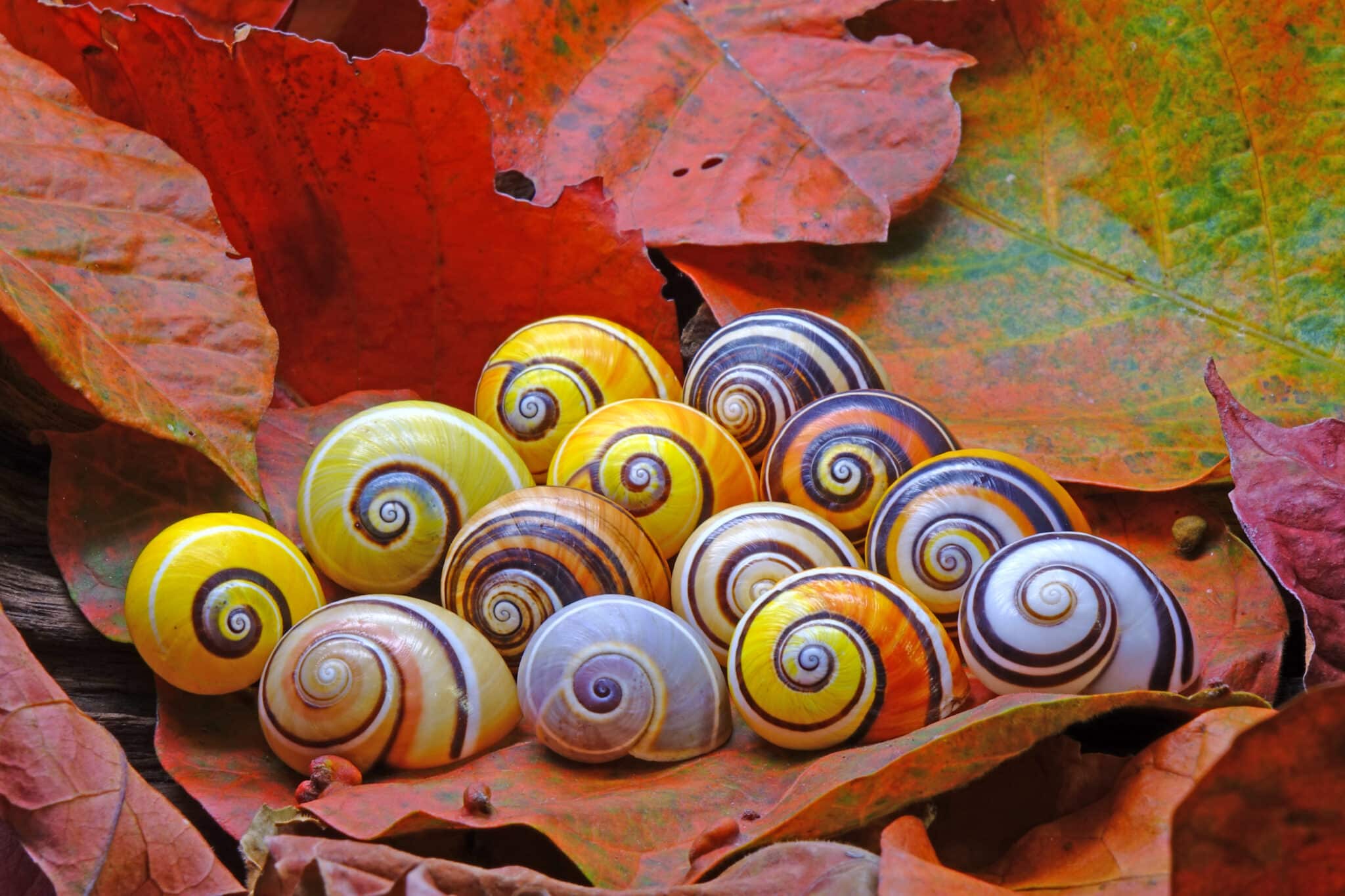 All about land snails - Welcome Wildlife