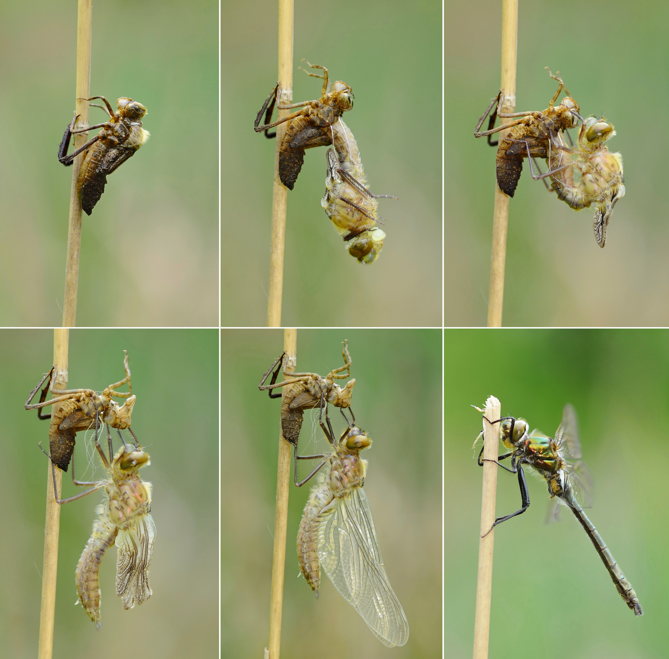 Dragonflies and damselflies - 'Top Guns' of the insect world - Welcome ...