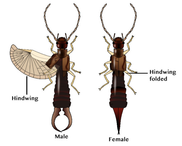 All about earwigs | Welcome Wildlife