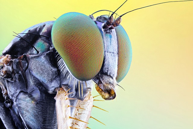 All about flies | Welcome Wildlife