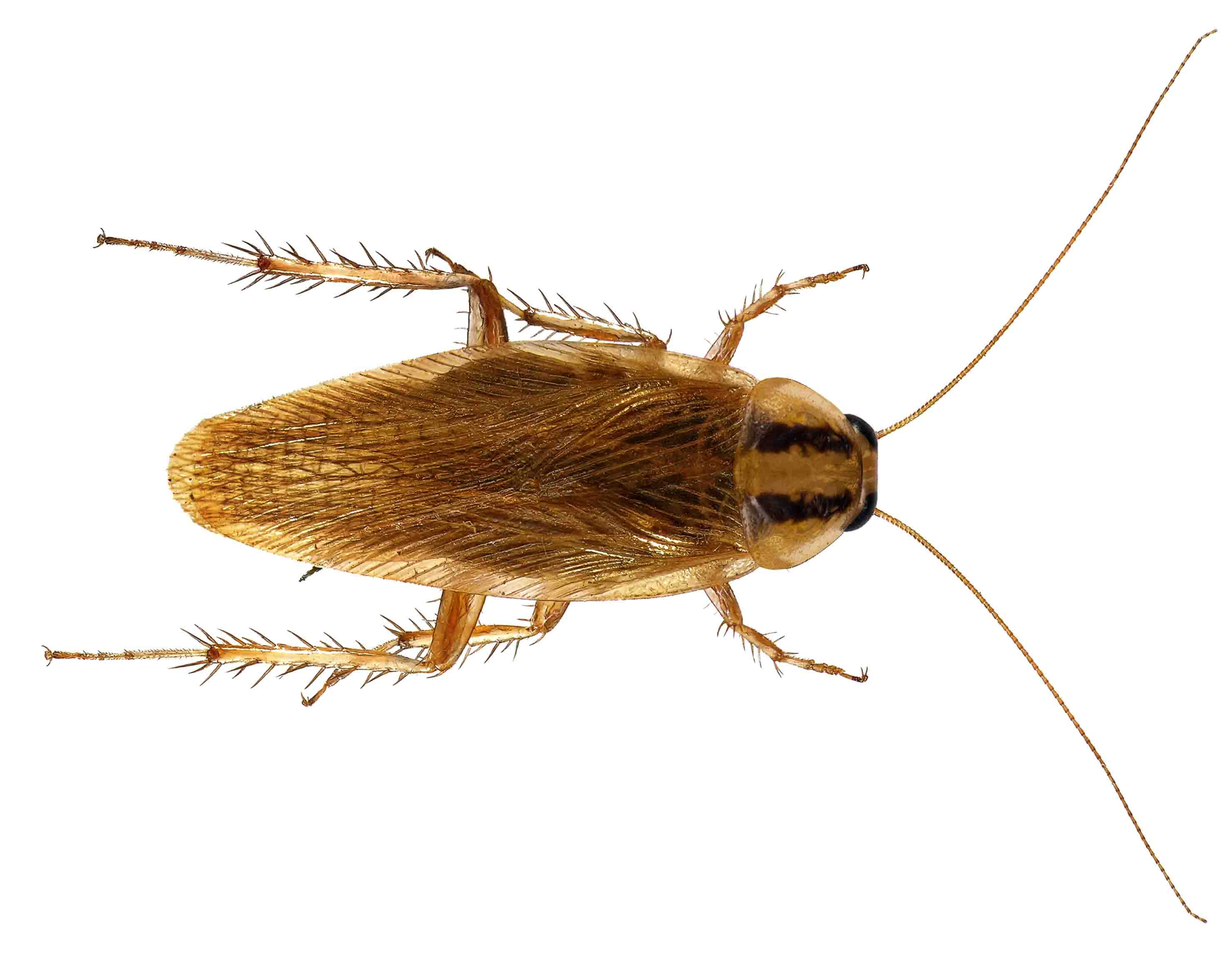 All about cockroaches (most are beneficial and stay outdoors) - Welcome ...