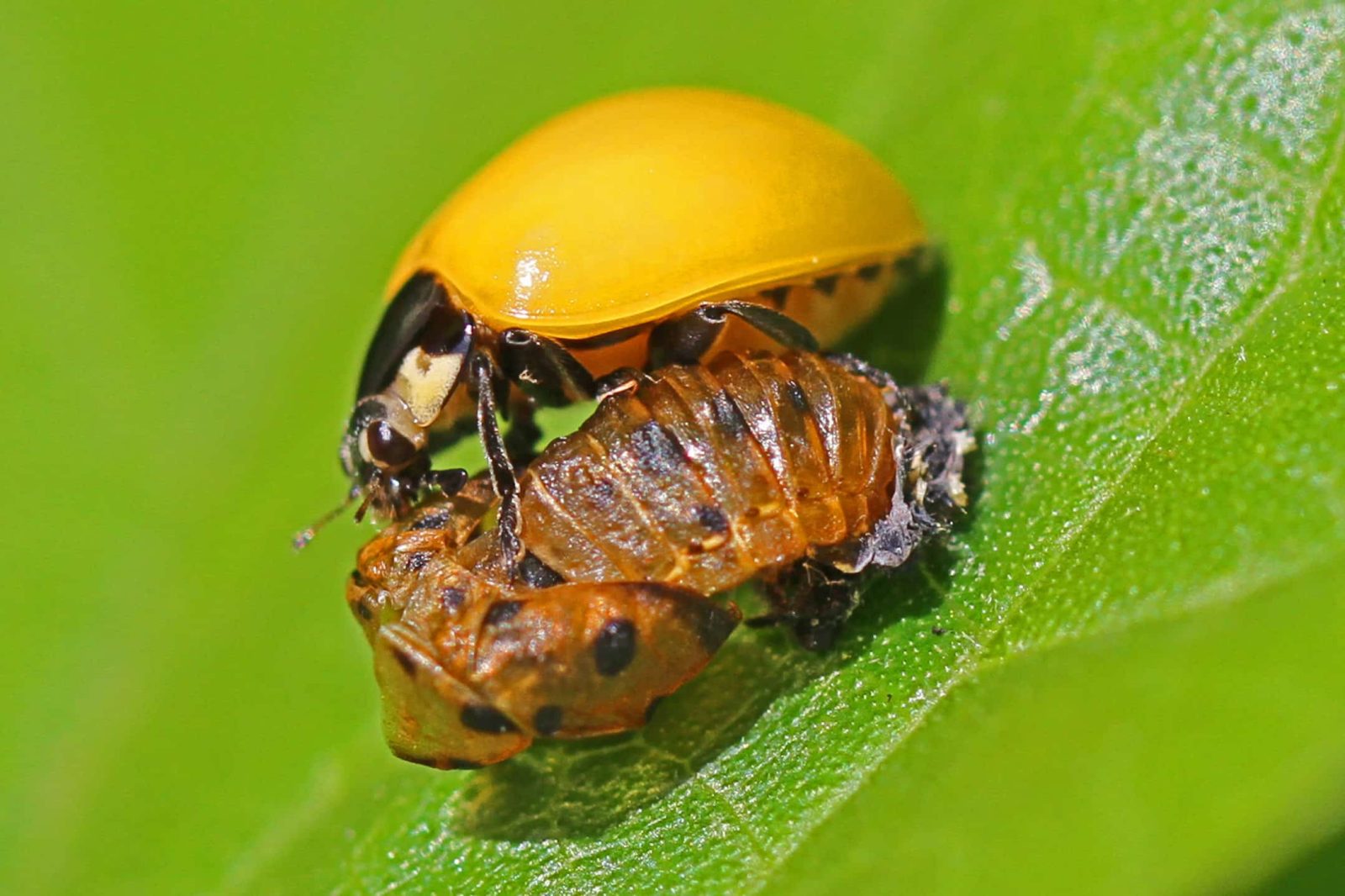 All about beetles | Welcome Wildlife