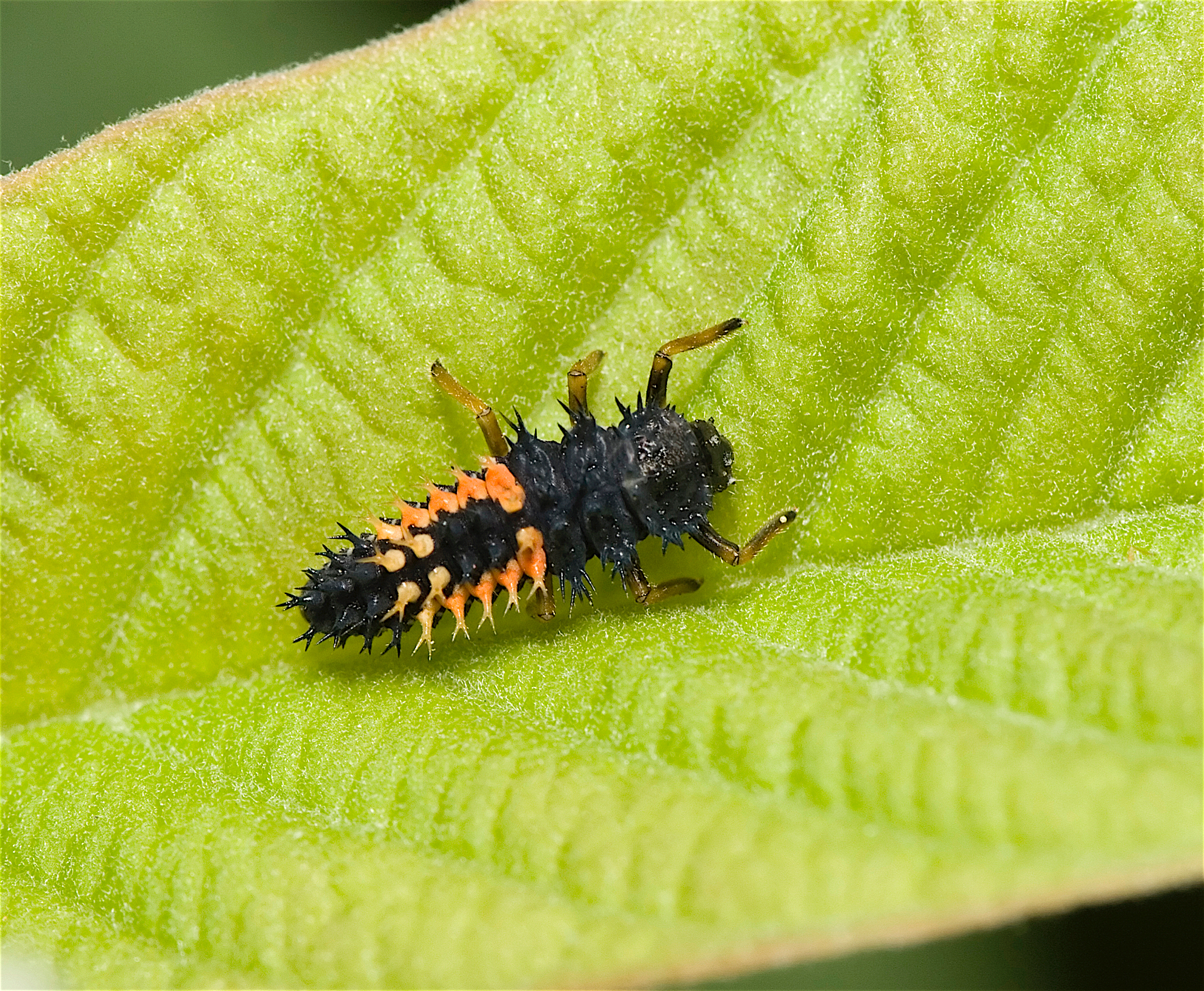 All about beetles - Welcome Wildlife