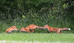 All about the Red Fox
