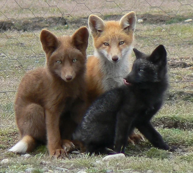 Red Fox Puppies