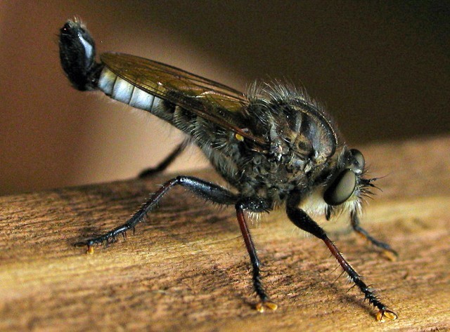 All about flies | Welcome Wildlife