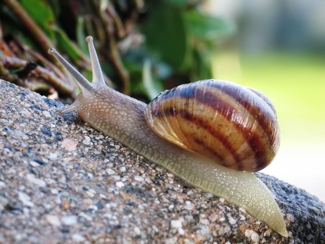 Land snail - Alchetron, The Free Social Encyclopedia