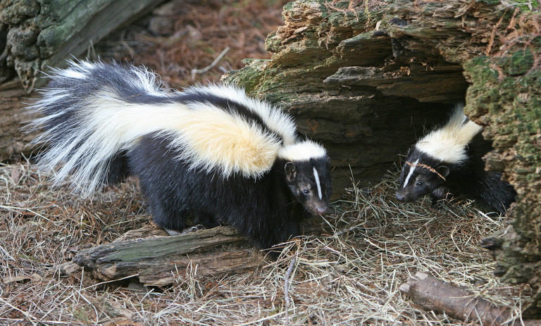 All about Striped Skunks