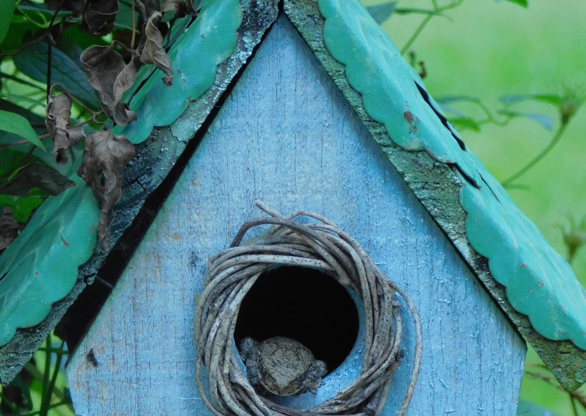 Make a toad house - Welcome Wildlife
