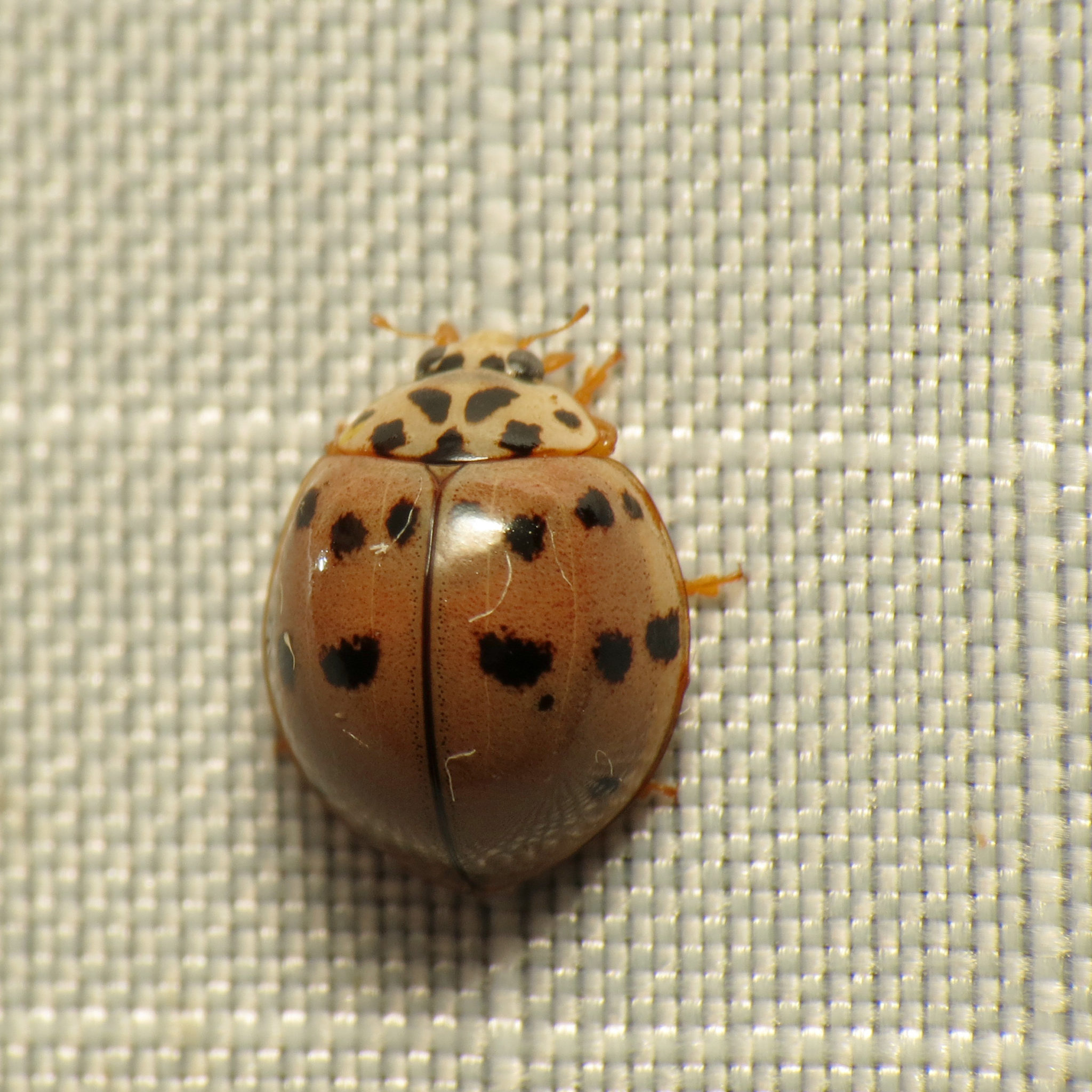 In your yard: ladybugs and other beetles