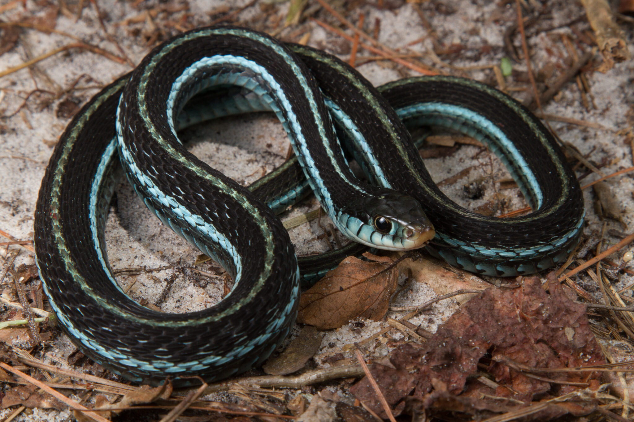 Take a peek at garter snakes