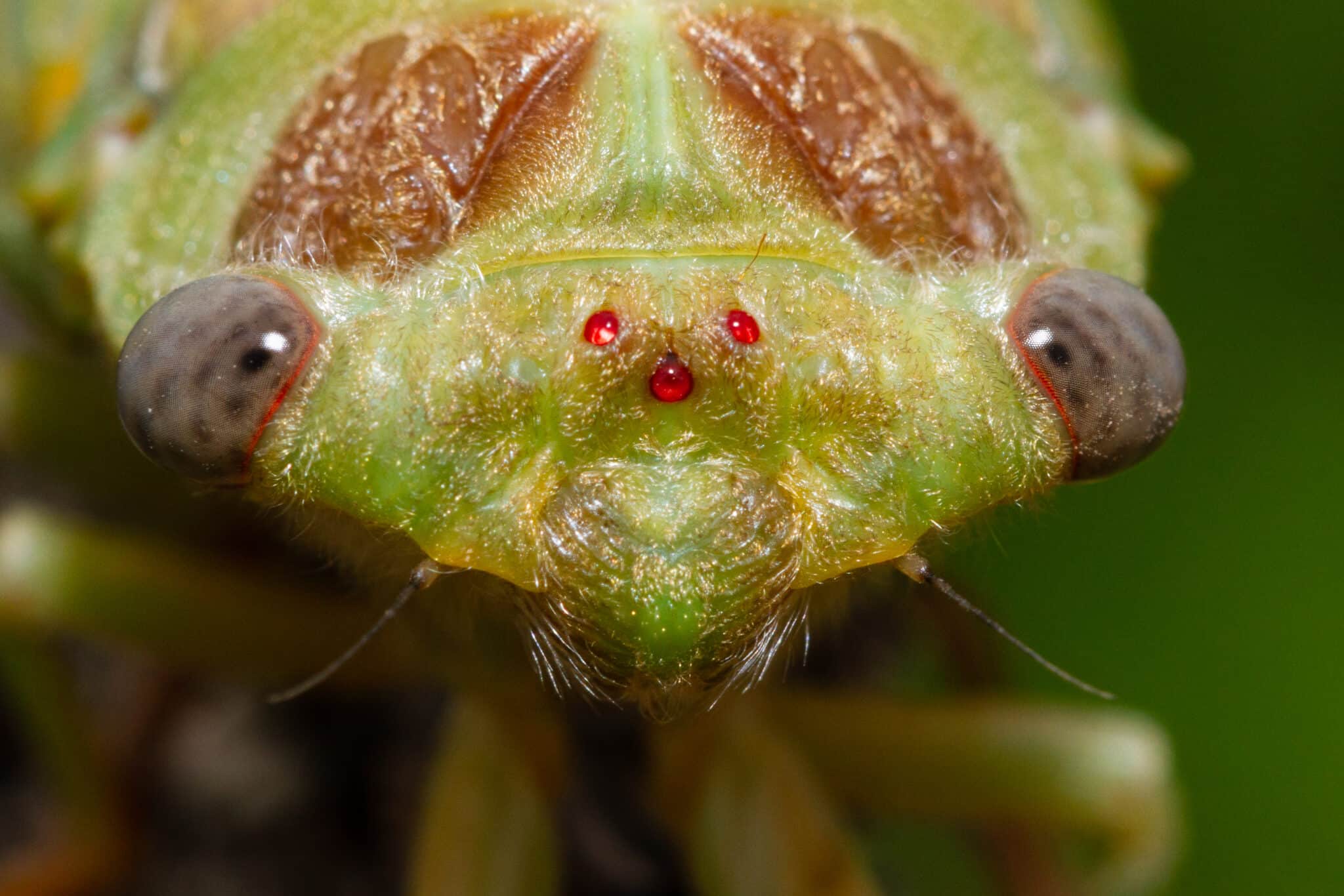 The ins and outs of an insect's anatomy - Welcome Wildlife