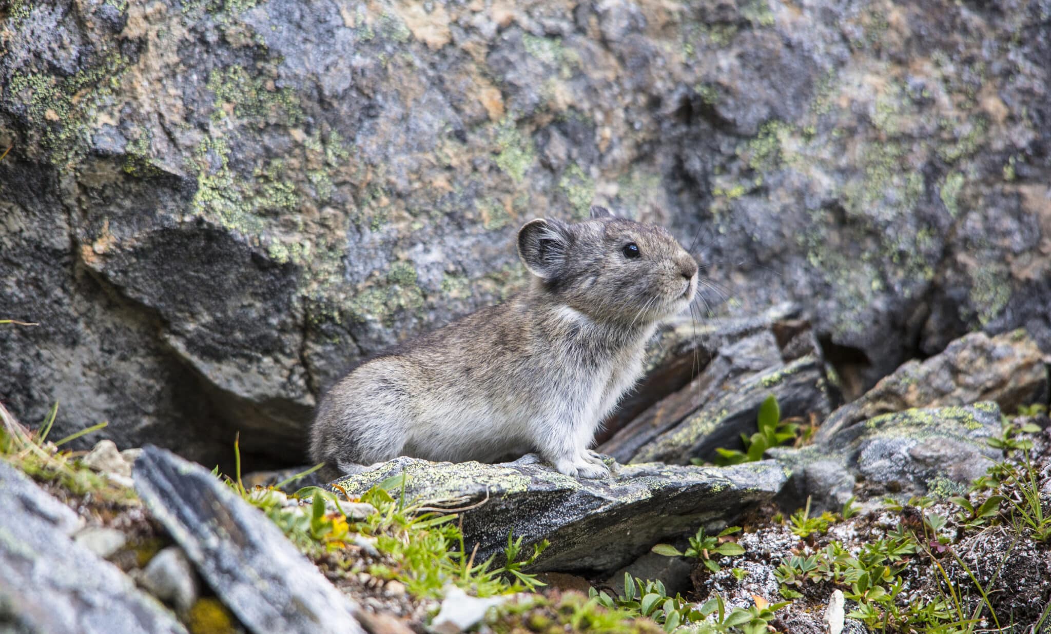 Rabbits, hares and pikas of the U.S.