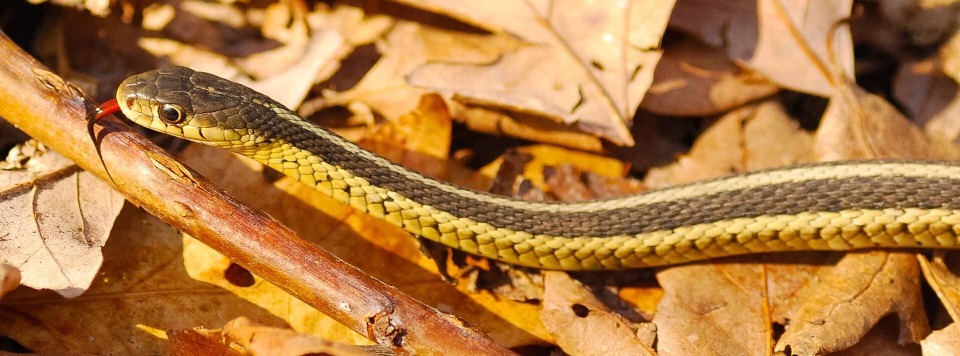 Take a peek at garter snakes