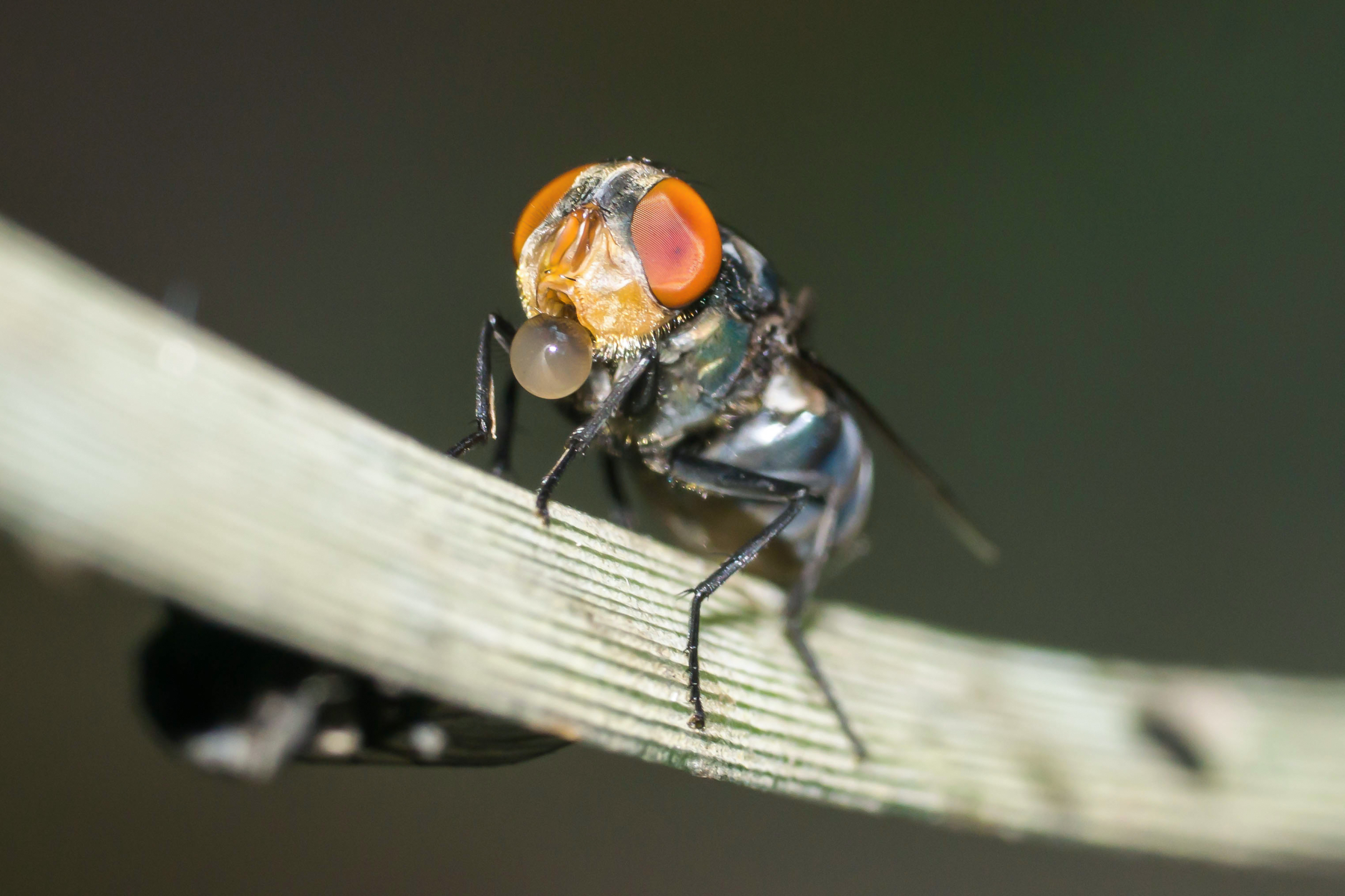 The ins and outs of an insect's anatomy - Welcome Wildlife