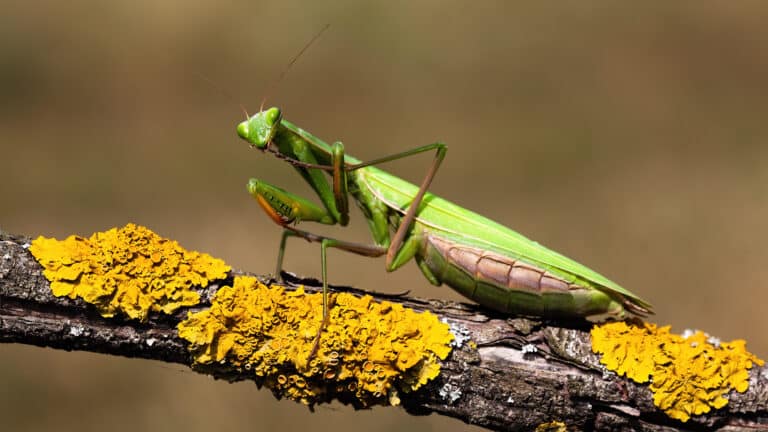 In your yard: mantises