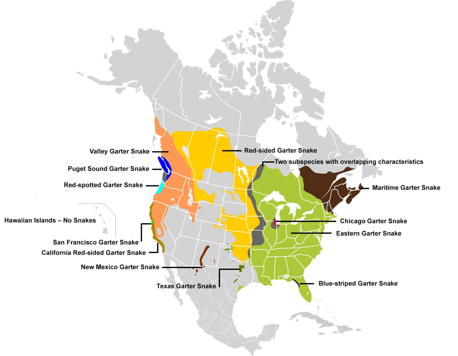 Take a peek at garter snakes