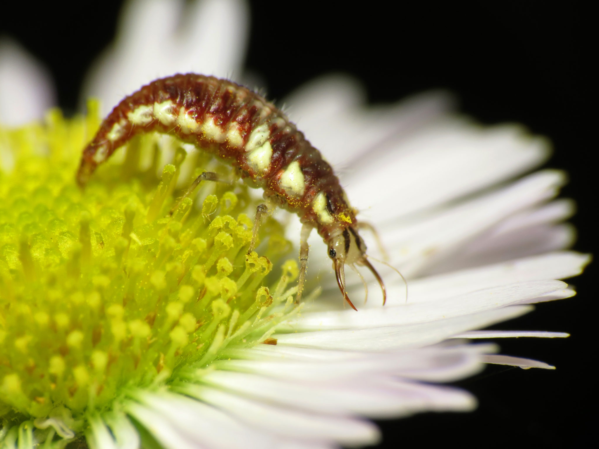 In your yard: Green Lacewings - Welcome Wildlife