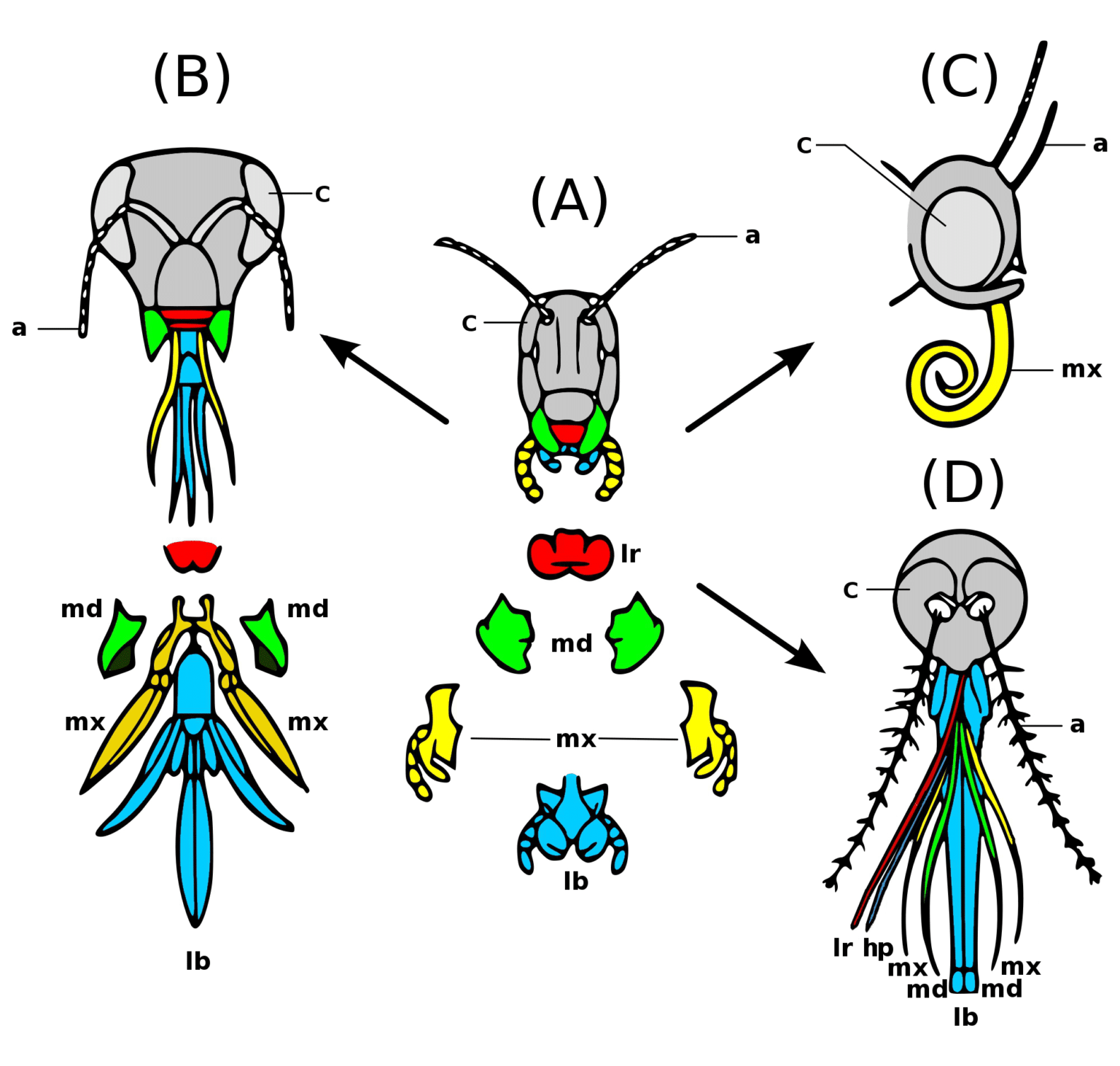 The ins and outs of an insect's anatomy - Welcome Wildlife