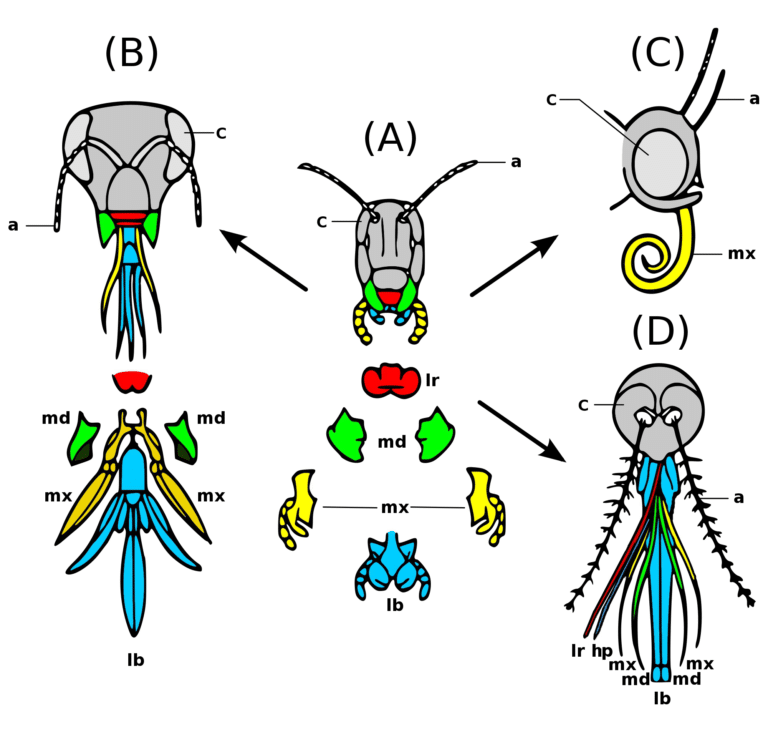 The ins and outs of an insect's anatomy - Welcome Wildlife