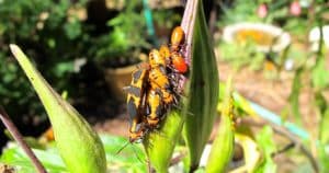 The interesting life cycle of insects