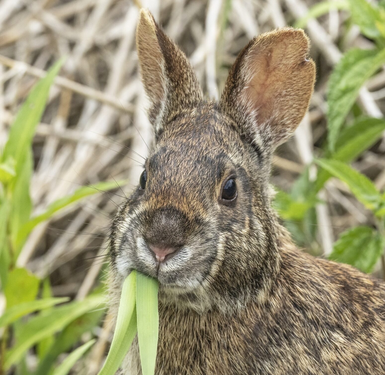 Rabbits, hares and pikas of the U.S.