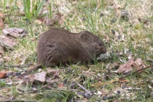 Diversity among similar-looking small rodents