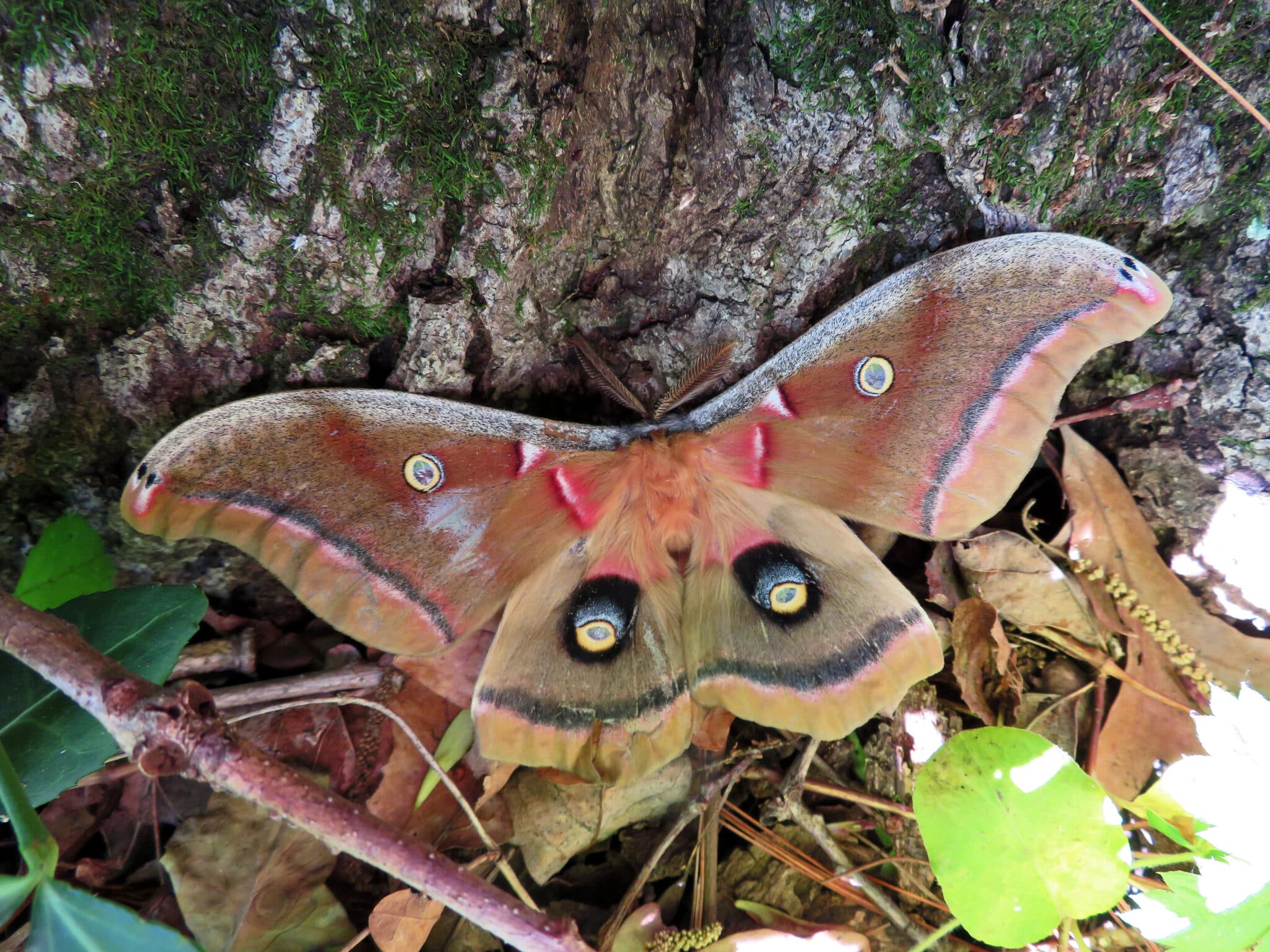 In your yard: look for these beautiful moths