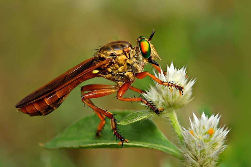The ins and outs of an insect's anatomy - Welcome Wildlife