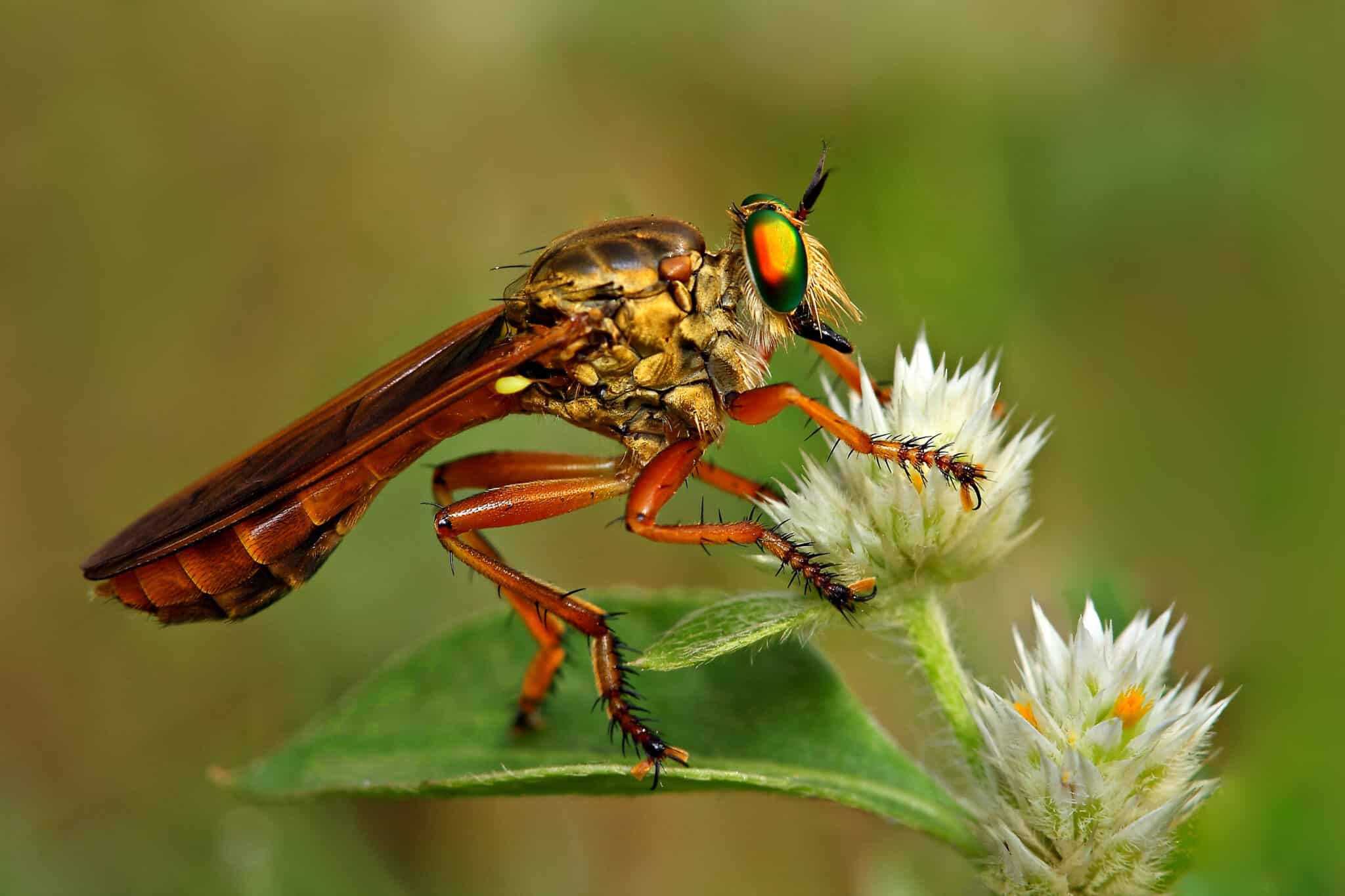 The ins and outs of an insect's anatomy - Welcome Wildlife