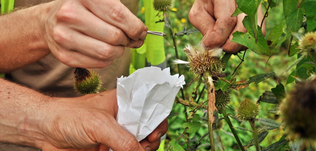 Guidelines for collecting seeds - Welcome Wildlife
