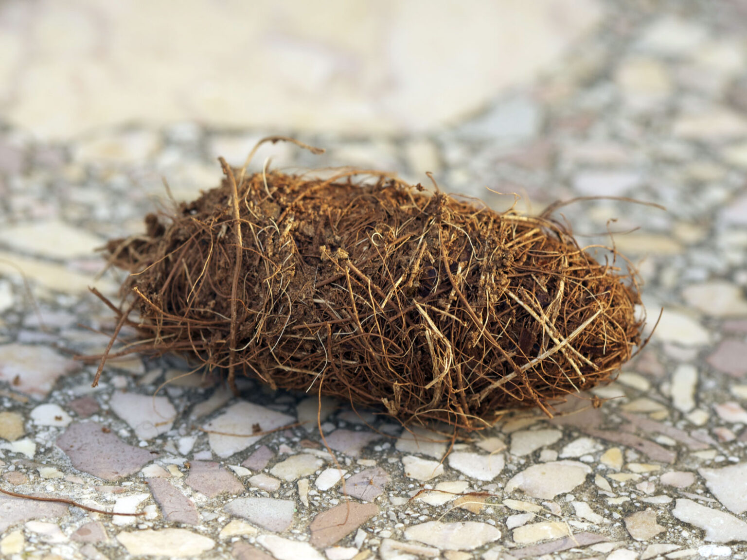 The interesting life cycle of insects