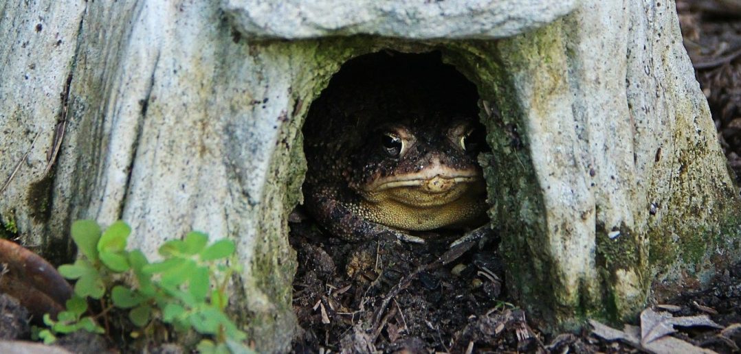 Make a toad house - Welcome Wildlife