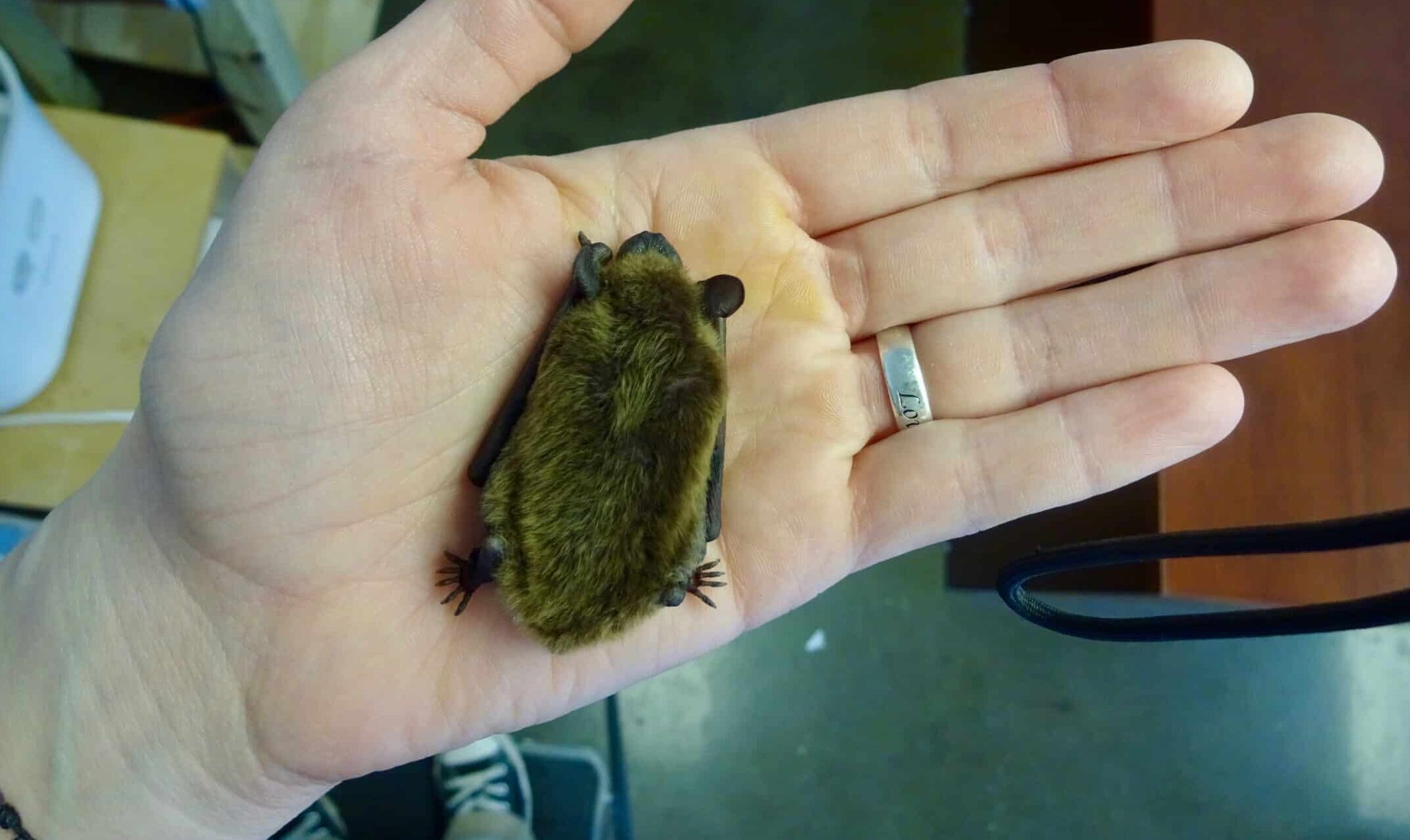 In your yard: the Big Brown Bat - Welcome Wildlife