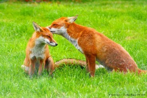 All about the Red Fox