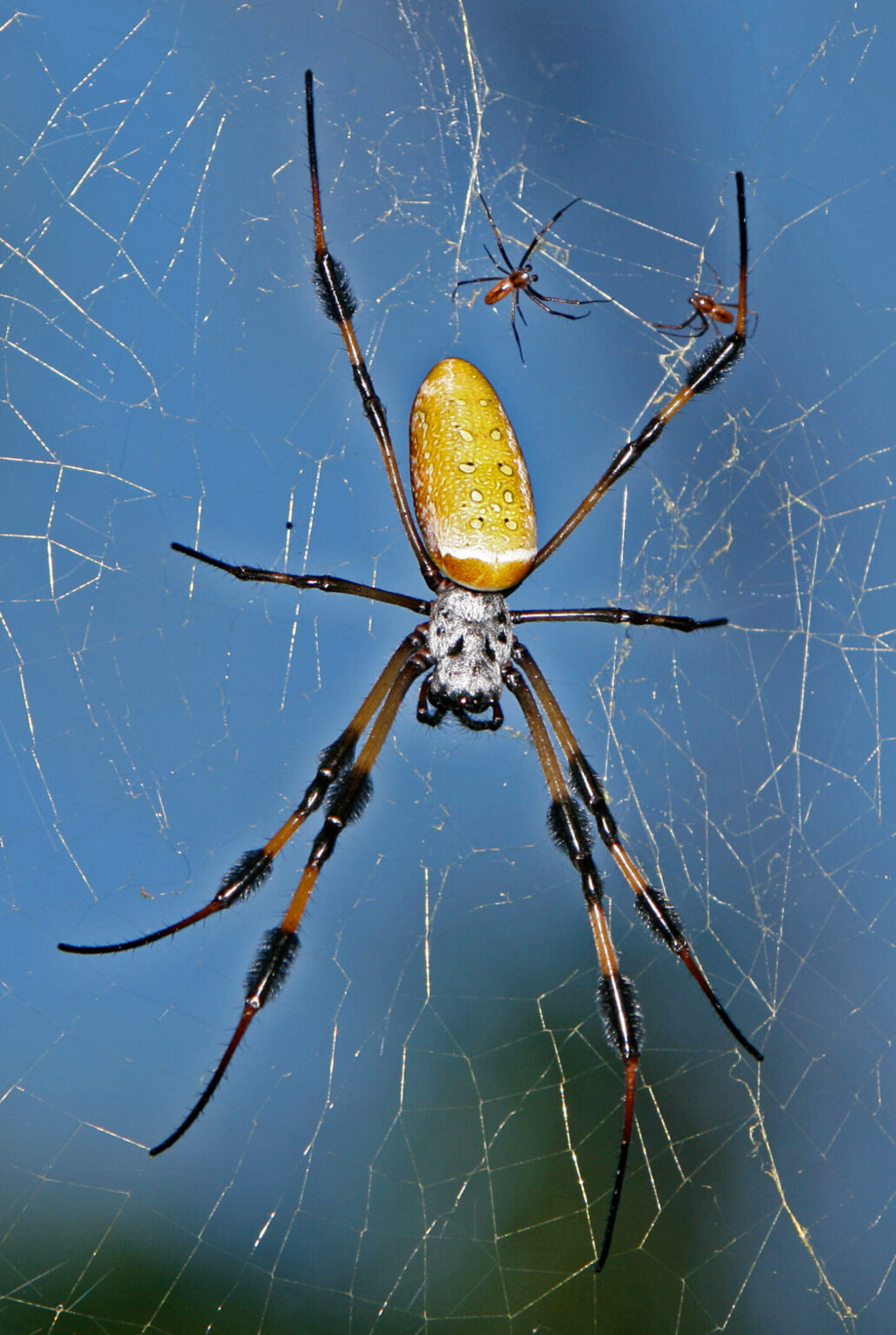 10 interesting facts about spiders
