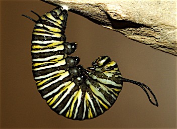 Monarch Butterfly life cycle in pictures | Welcome Wildlife