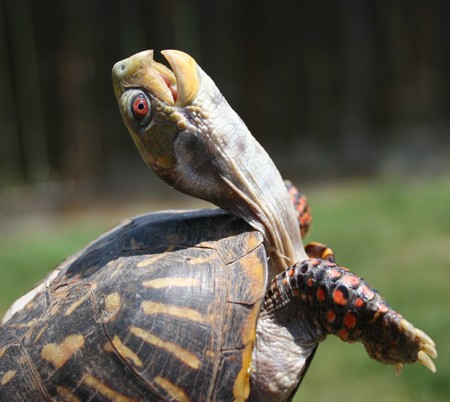 All about box turtles | Welcome Wildlife