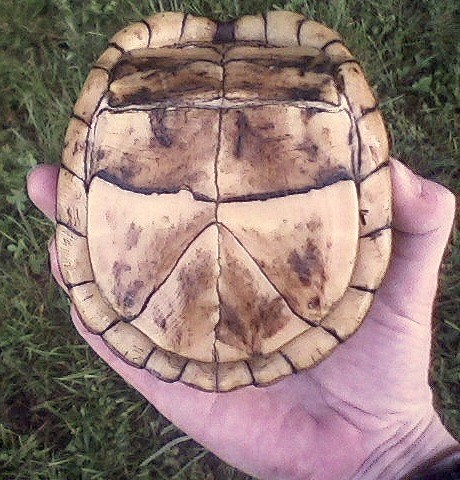 All about box turtles | Welcome Wildlife