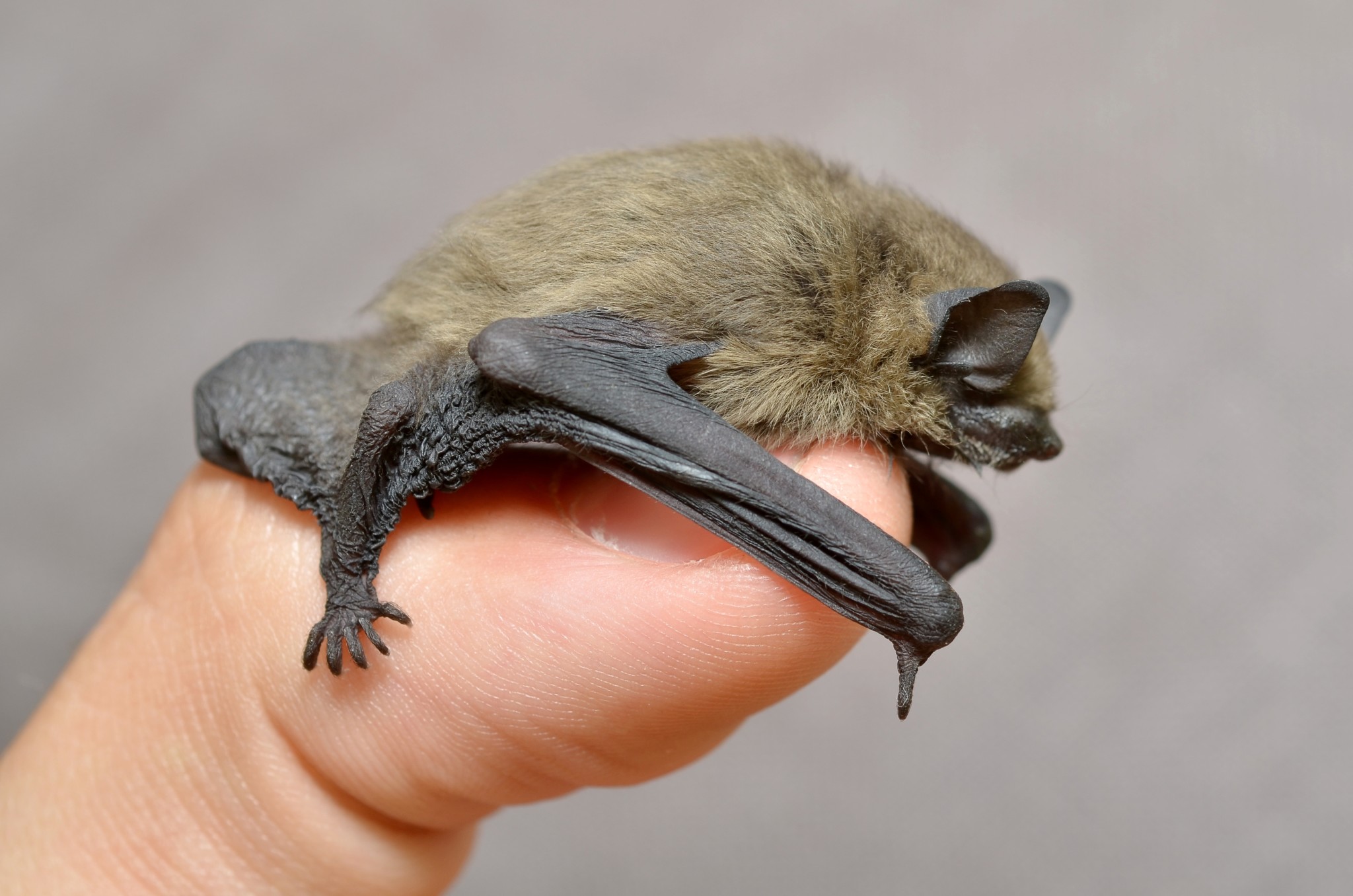 All about bats: beneficial, placid, victims of myths | Welcome Wildlife