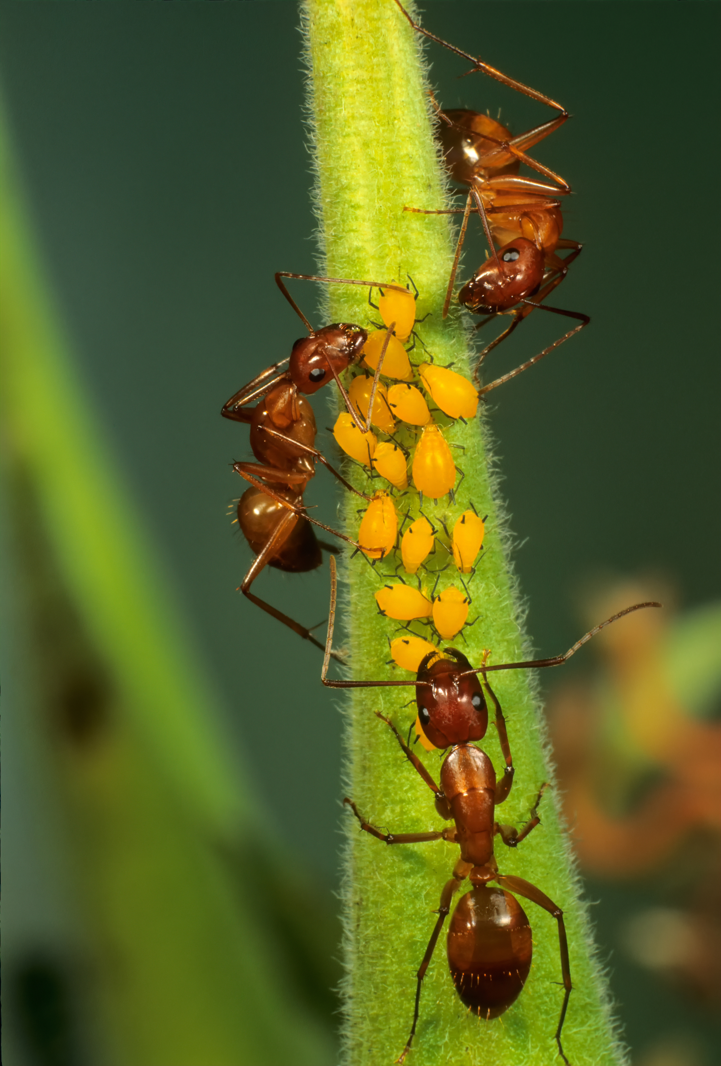 All about ants – brainy 'Superwomen' of the insect world - Welcome Wildlife