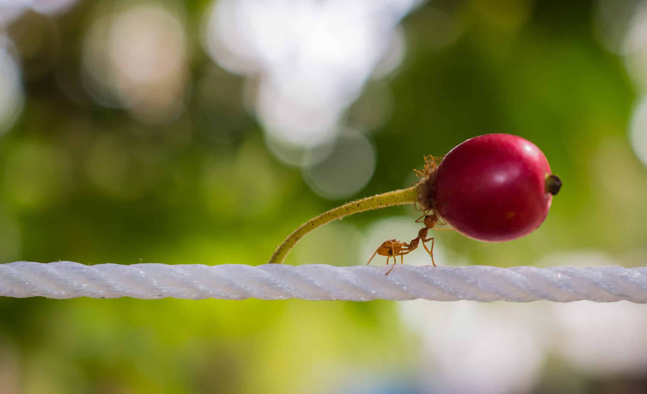 All about ants – brainy 'Superwomen' of the insect world - Welcome Wildlife