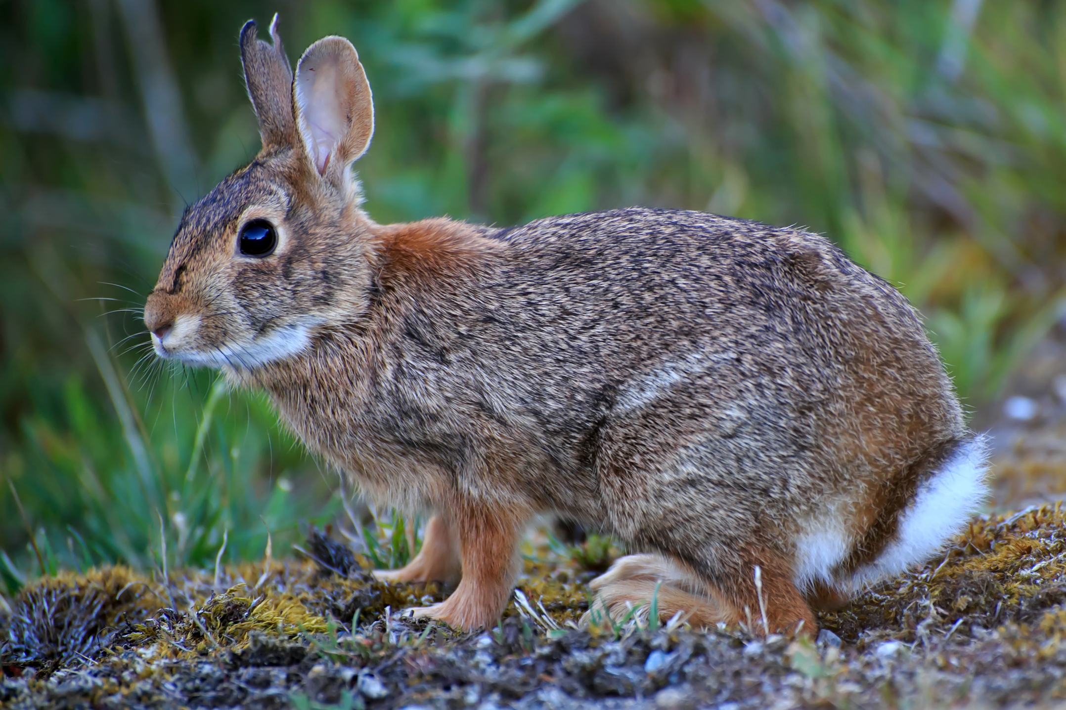 All about Cottontail Rabbits
