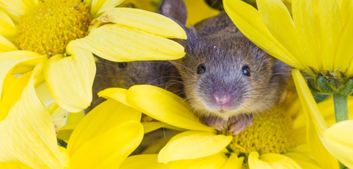 All about the House Mouse - Welcome Wildlife