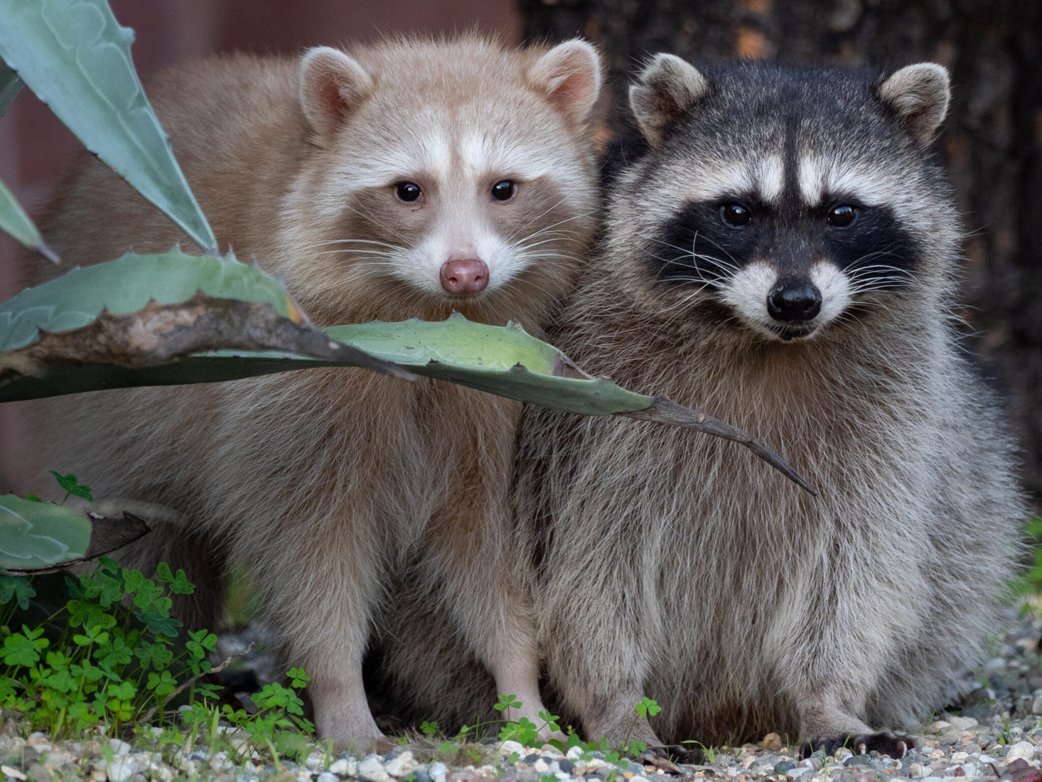 All about the Northern Raccoon