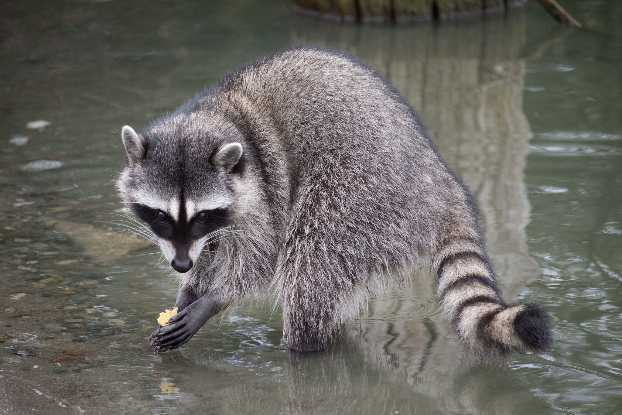 All about the Northern Raccoon