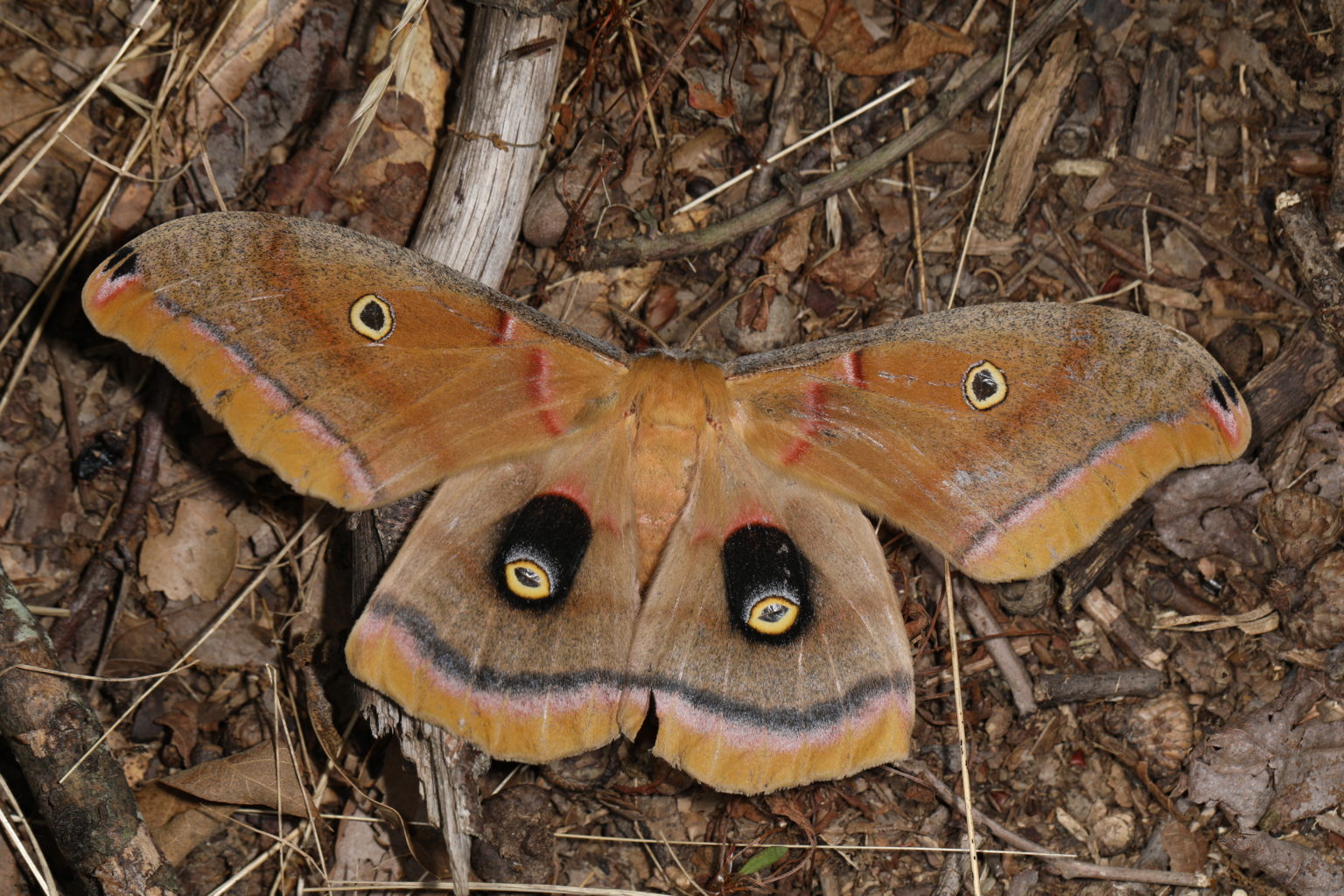 All about butterflies and moths All about butterflies and moths