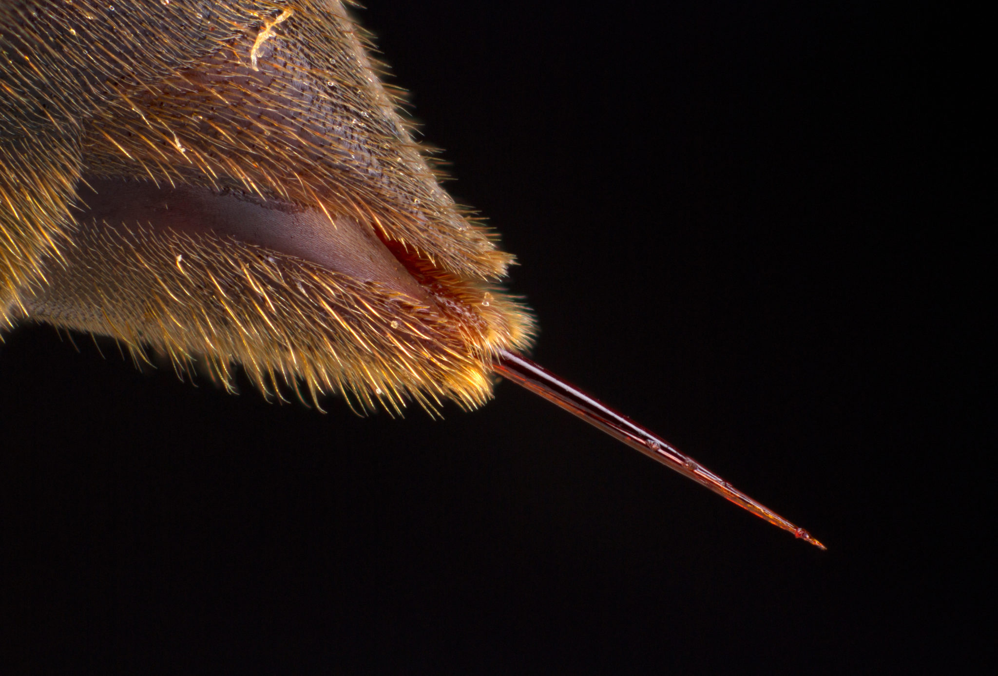 The ins and outs of an insect's anatomy - Welcome Wildlife